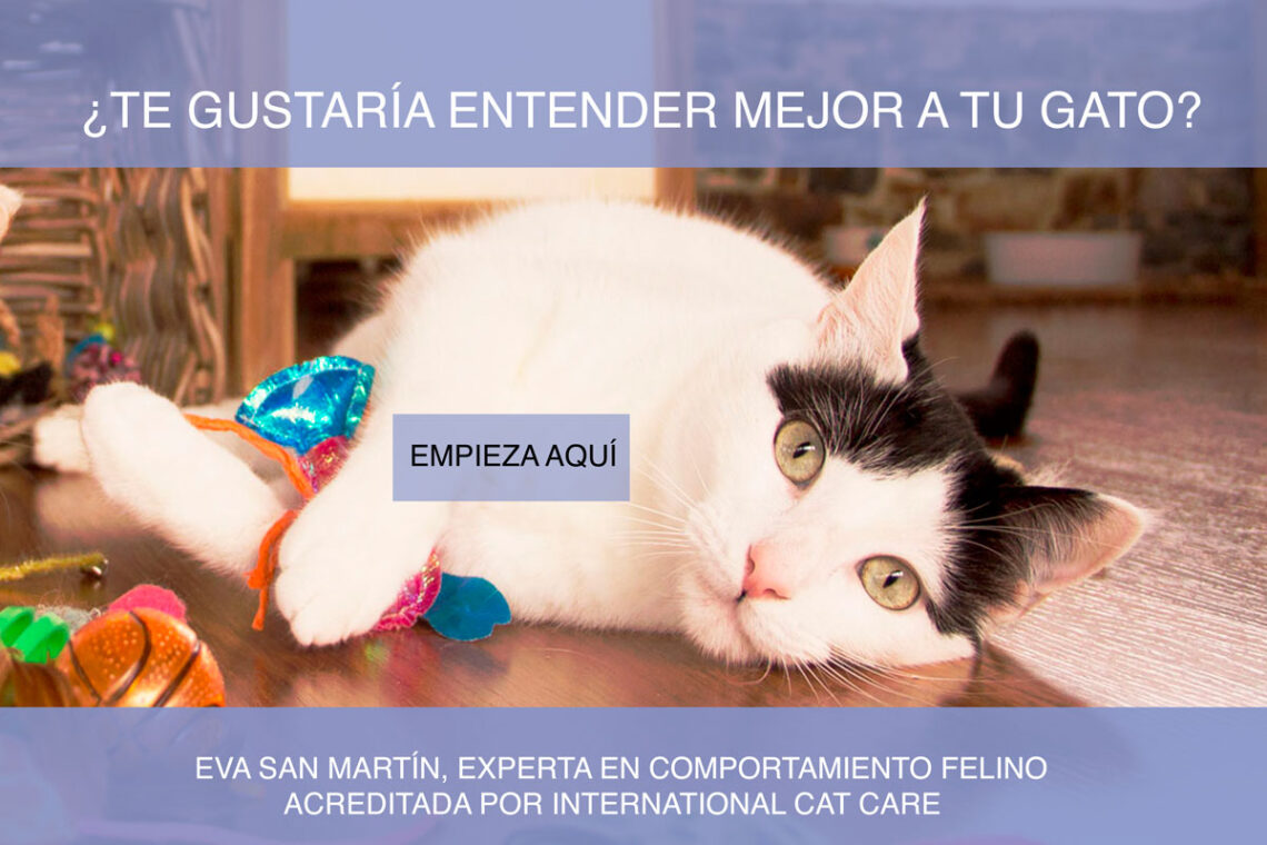 8 de los mejores vídeos para gatos (y que no dejamos de poner en casa ...