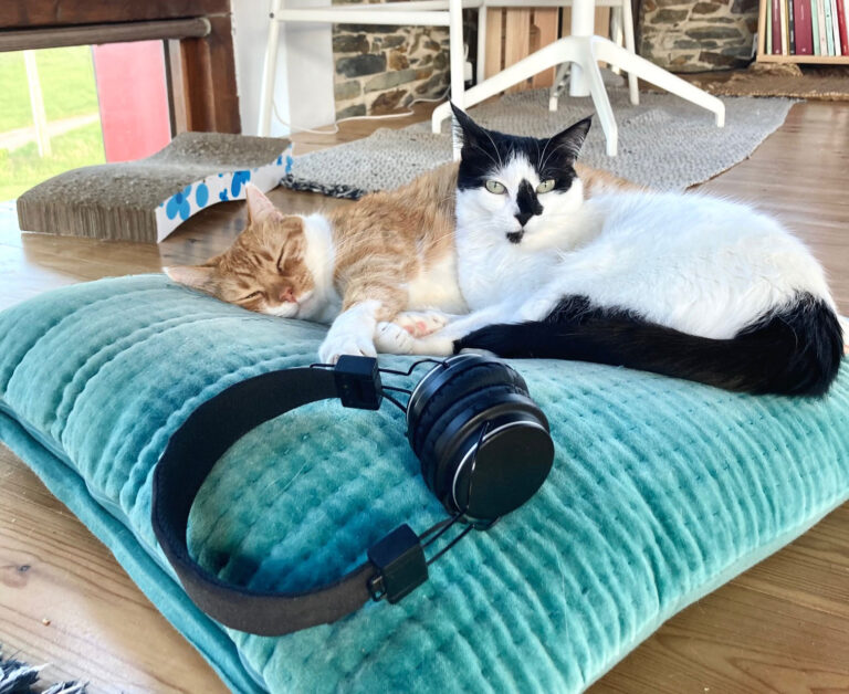 Música para gatos: 10 canciones para hacerlos felices – Eva San Martín,